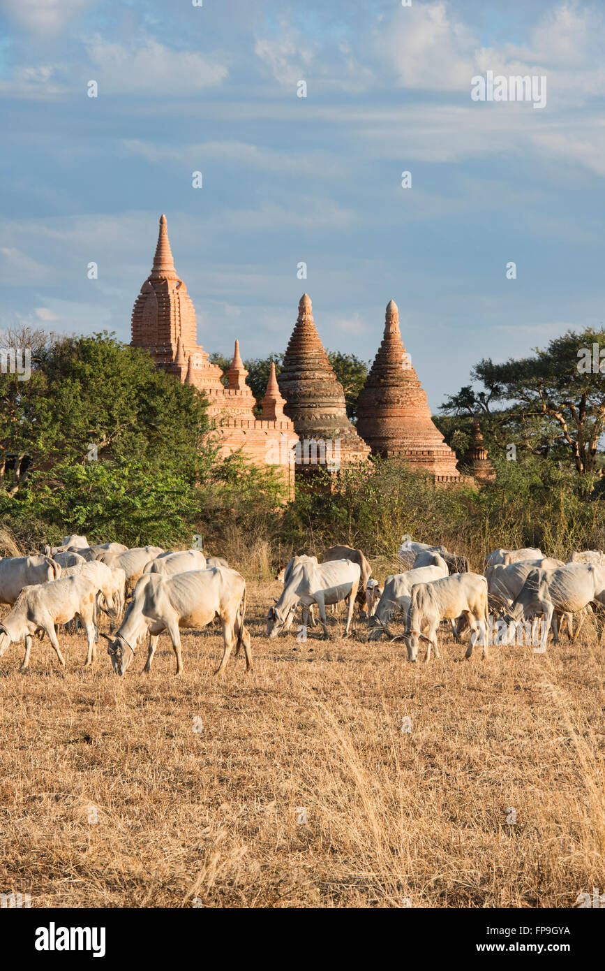 Cattle grazing at the temples in Bagan, Myanmar Stock Photo - Alamy