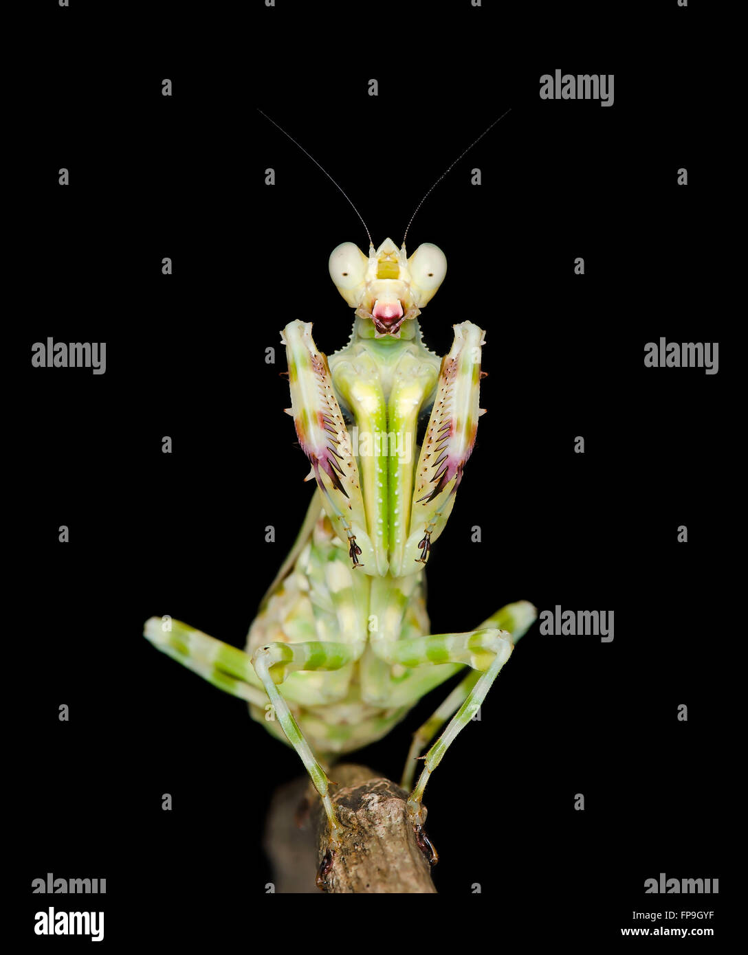 Banded Flower Mantis High Resolution Stock Photography and Images - Alamy