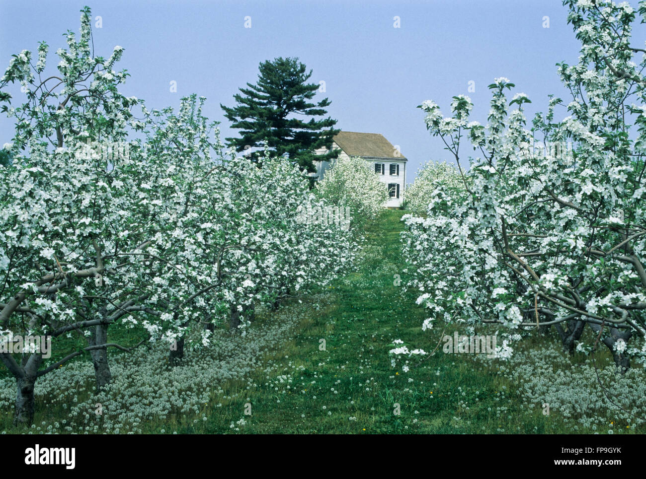 Path through apple orchard trees spring blossoms and an old vacant farm ...