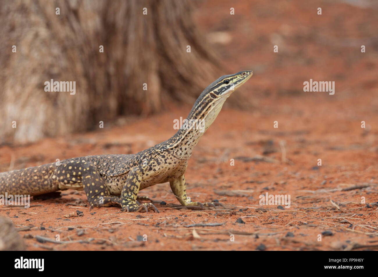Racehorse goanna hi-res stock photography and images - Alamy