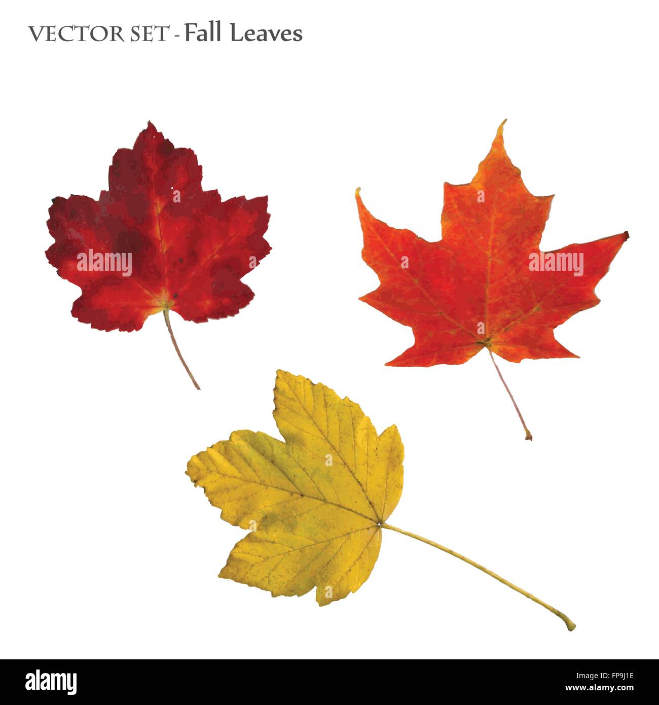 Vector image of colorful fall leaves isolated on a white background ...