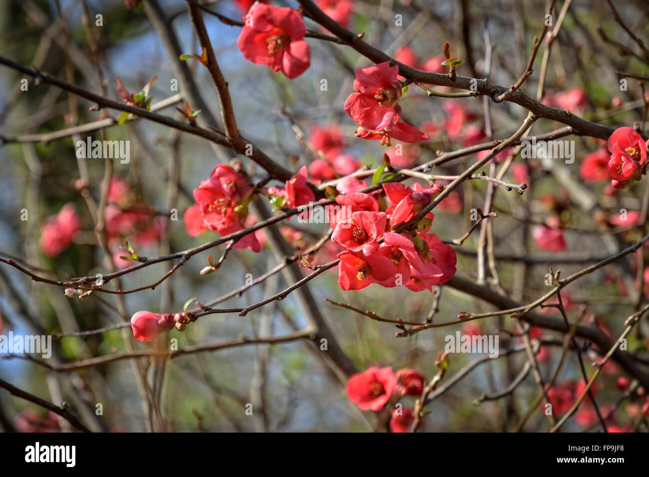 Spring red flowers in Cinquantenaire parc in Brussels in early spring ...
