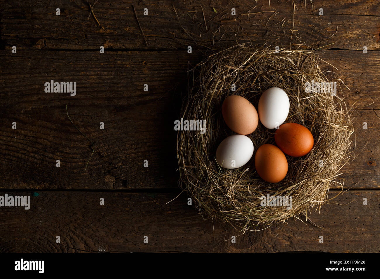 Hen on nest hi-res stock photography and images - Alamy