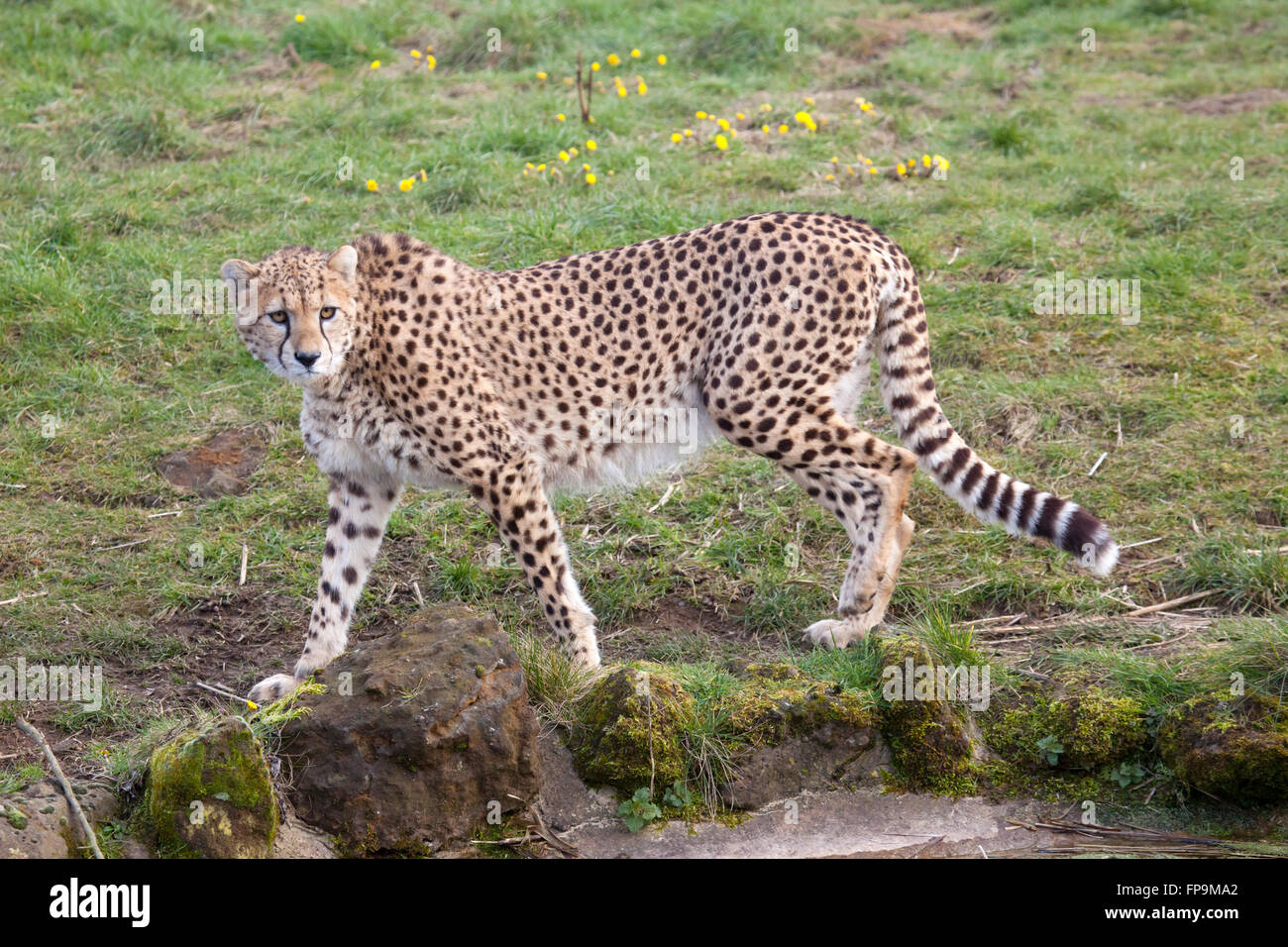 A single Cheetah walking on some grassland Stock Photo - Alamy