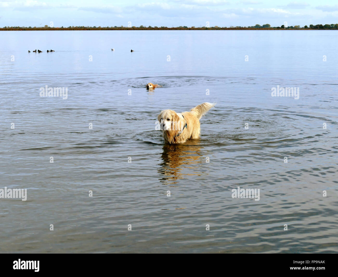 Retriever in water hi-res stock photography and images - Alamy