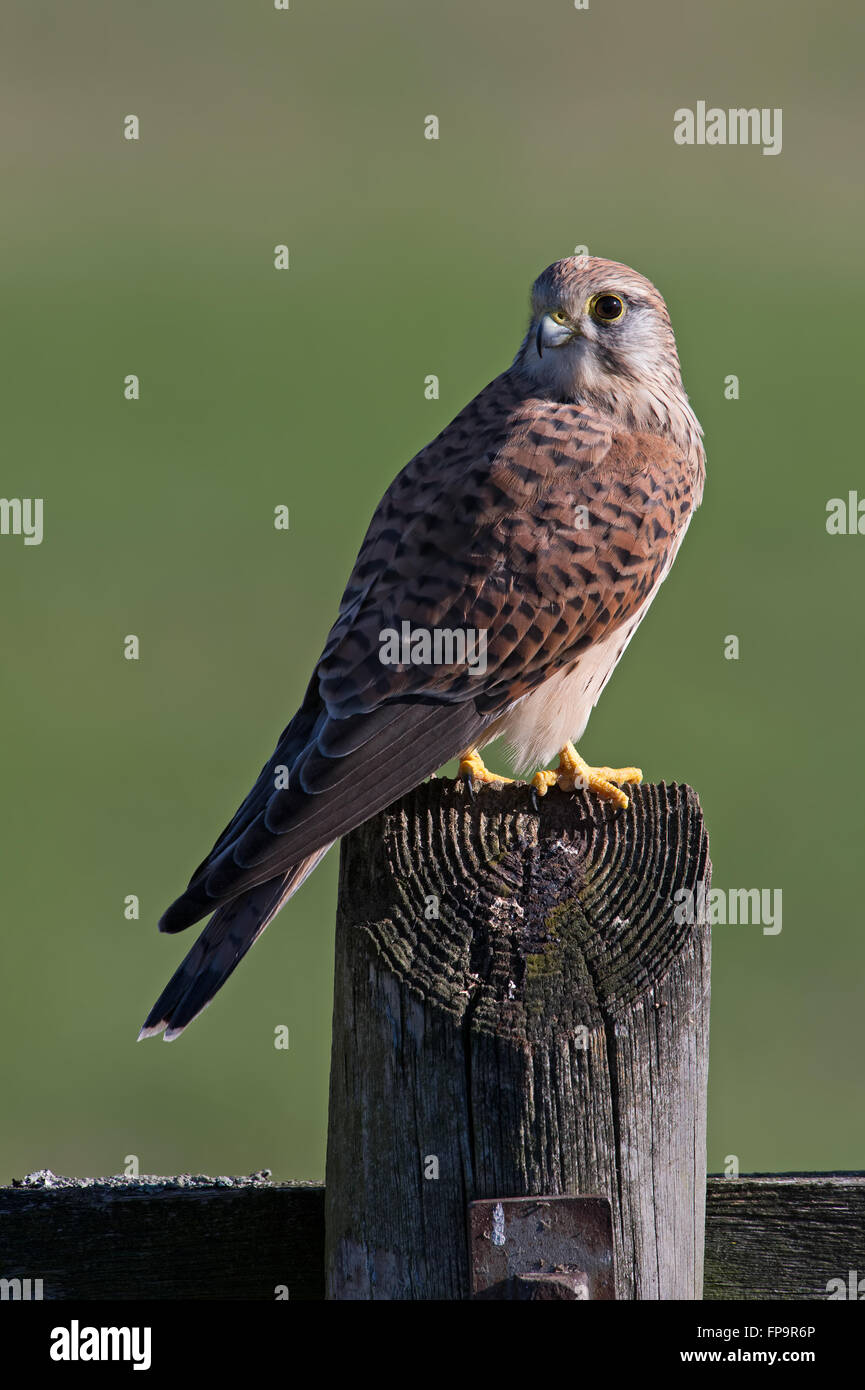 Kestrel (Falco Tinnunculus Stock Photo - Alamy