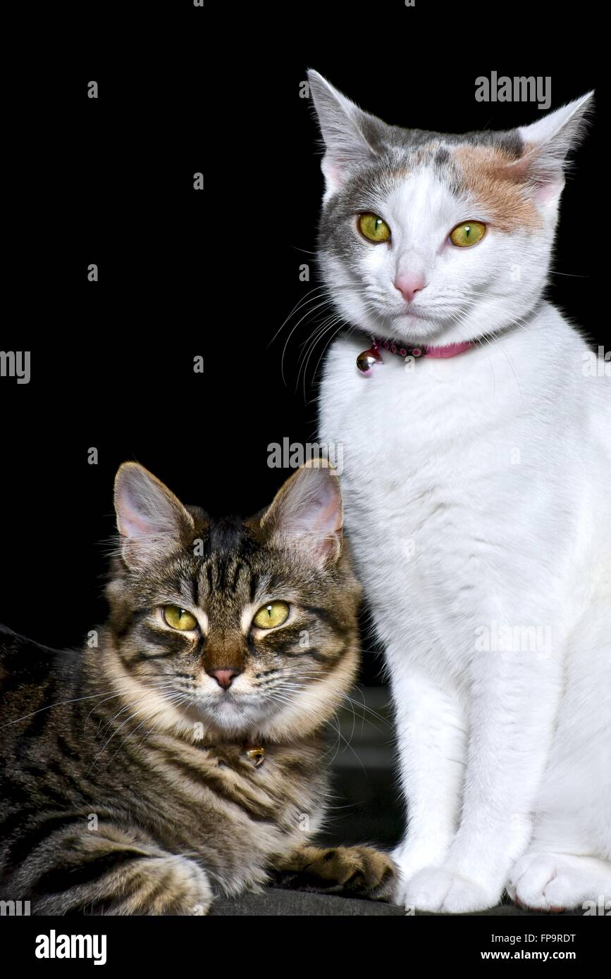 Two cats (Felis catus) posing for portrait Stock Photo - Alamy