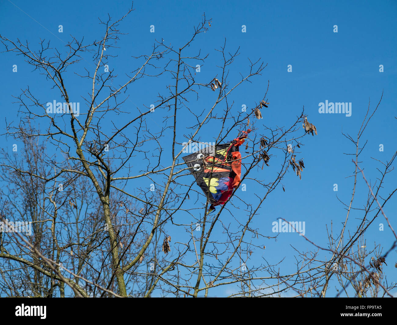 Kite stuck in tree hi-res stock photography and images - Alamy