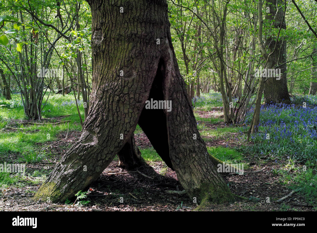 Odd Tree Roots High Resolution Stock Photography and Images - Alamy