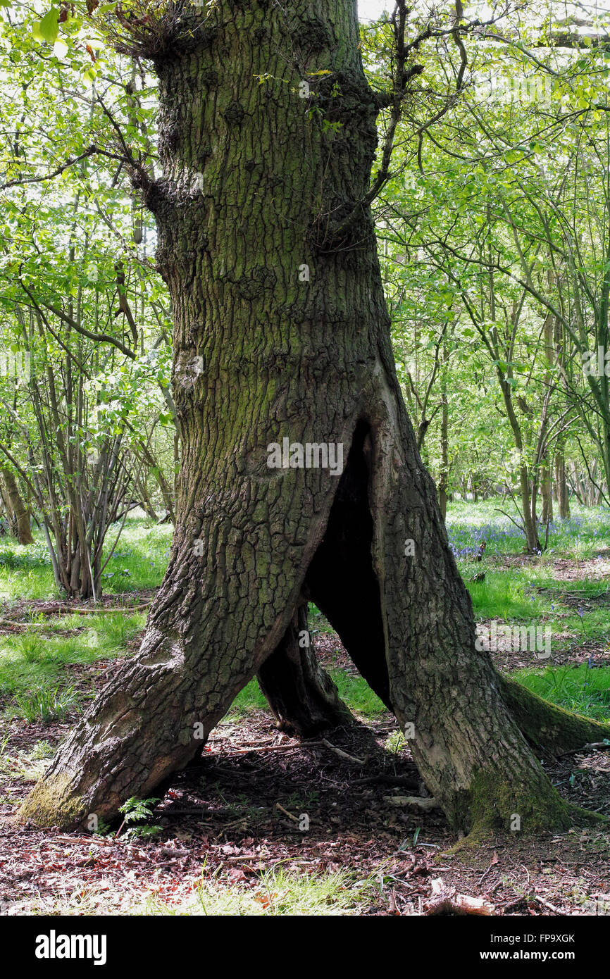 Fire damaged Tree appearing to be standing up on it's roots Stock Photo ...