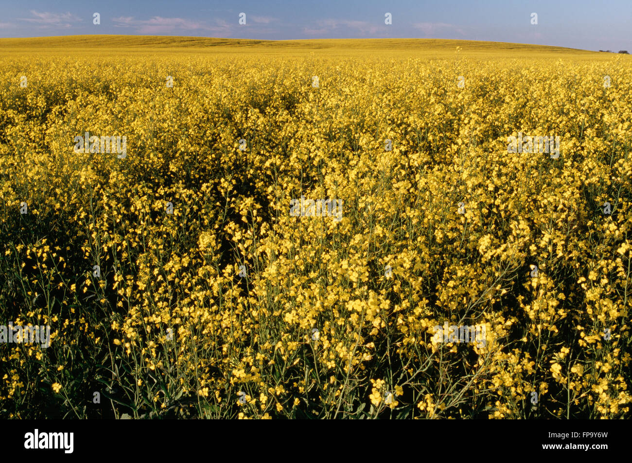Bloom blossom canola farm field flowers horizontal nobody rapeseed ...
