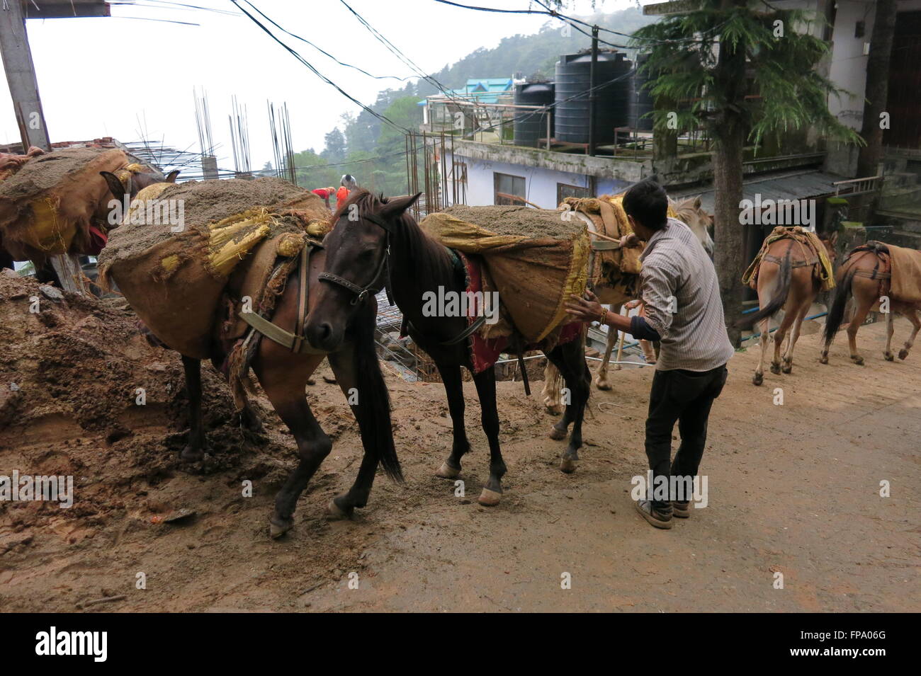 Animal for load carry hi-res stock photography and images - Alamy
