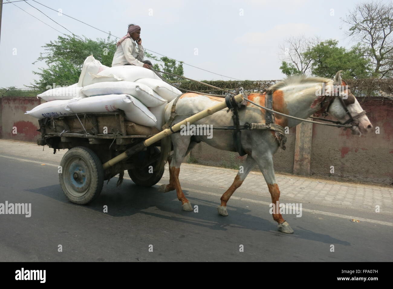 Painted white horse pulls loaded wagon with white feed bags in India ...
