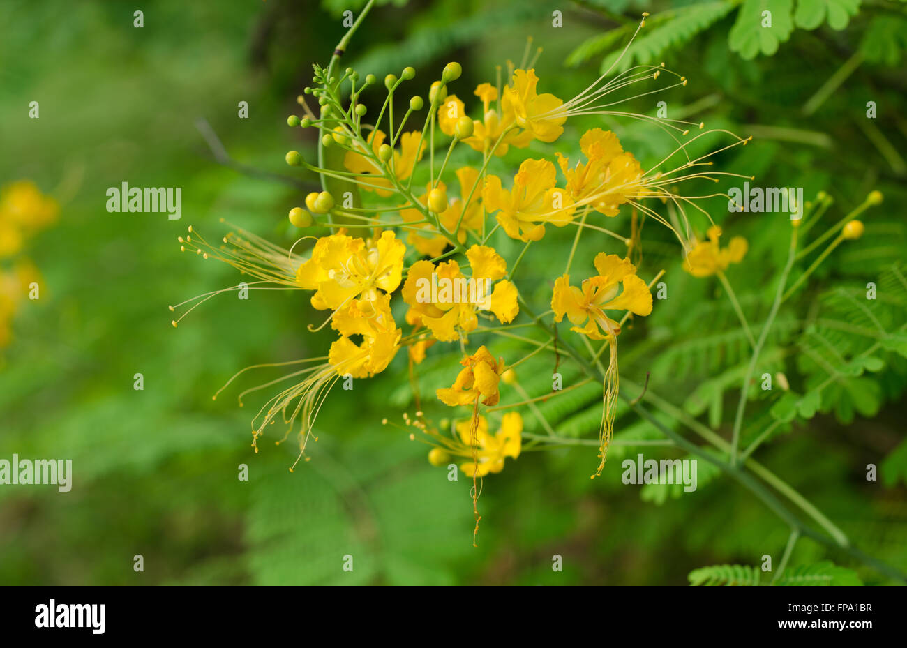 Peacock bird flowers hi-res stock photography and images - Alamy