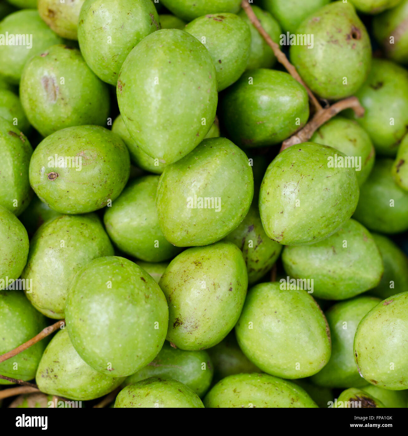 Terminalia High Resolution Stock Photography and Images - Alamy