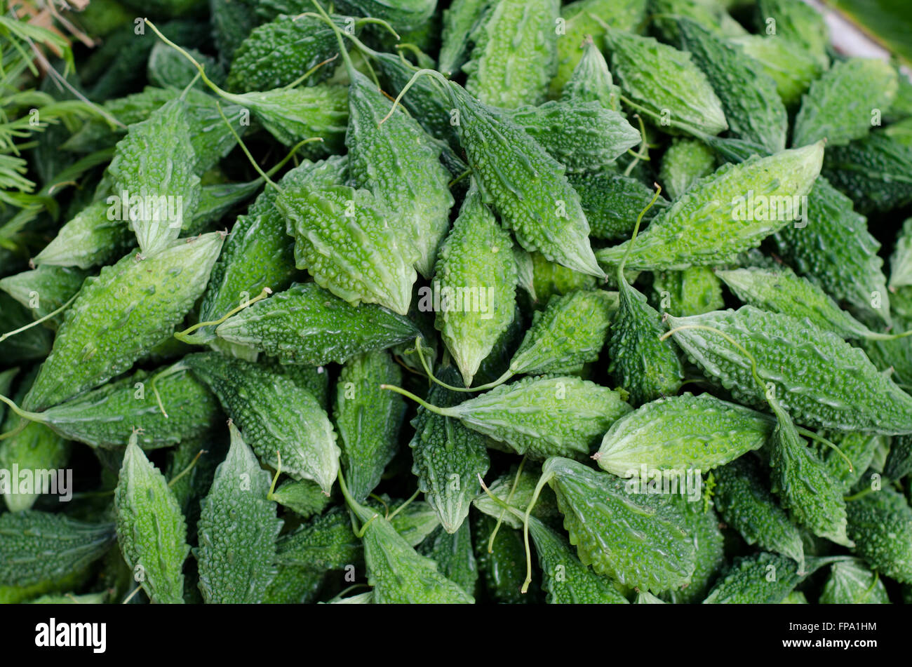 Momordica Charantia Linn Stock Photo - Alamy