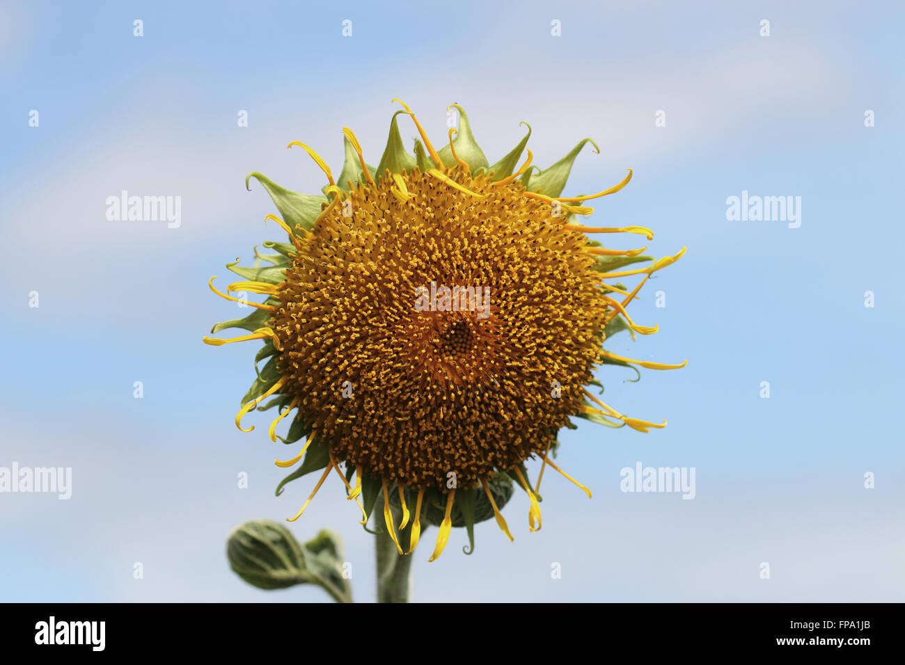 Sunflower with damaged petals Stock Photo - Alamy