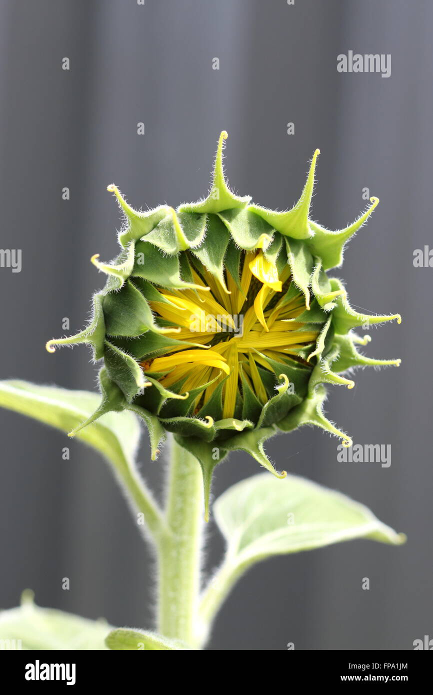 Close up shot of Sunflower bud Stock Photo - Alamy