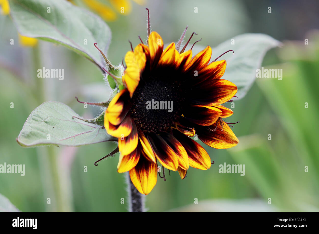 Blooming Royal Velvet sunflower Stock Photo - Alamy