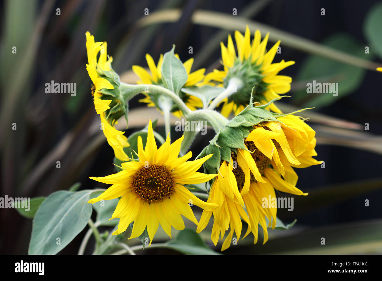 Multi head sunflowers Stock Photo - Alamy