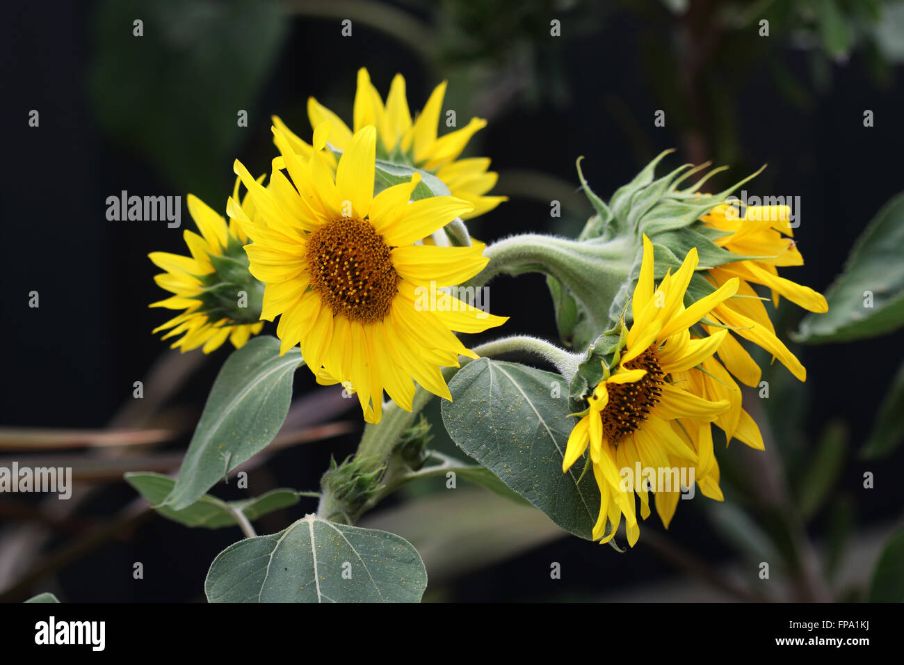 Multi head sunflower hi-res stock photography and images - Alamy
