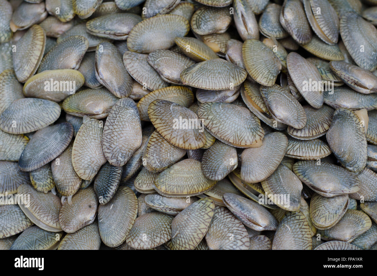 Undulata hi-res stock photography and images - Alamy