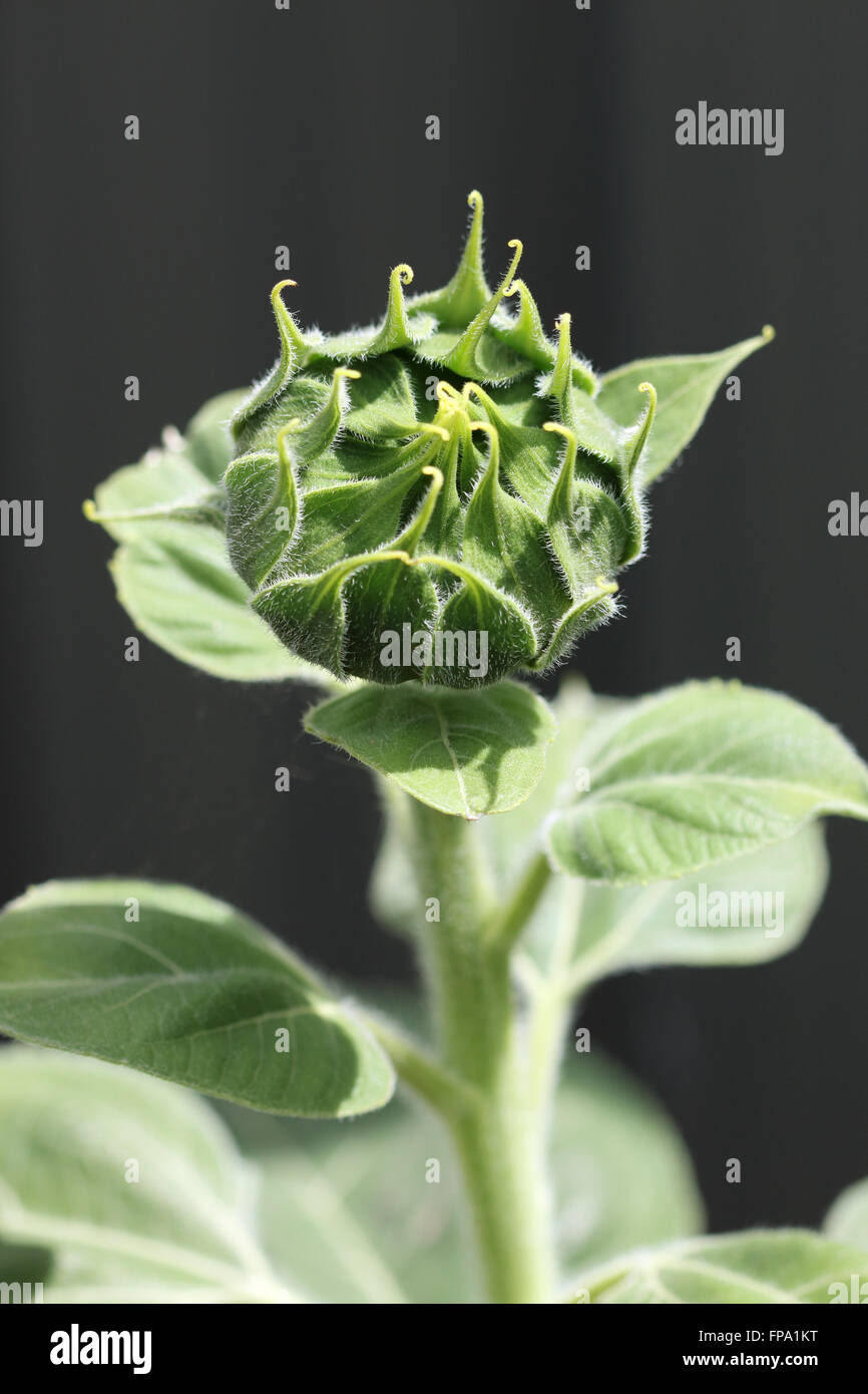 Close up shot of Sunflower bud Stock Photo - Alamy