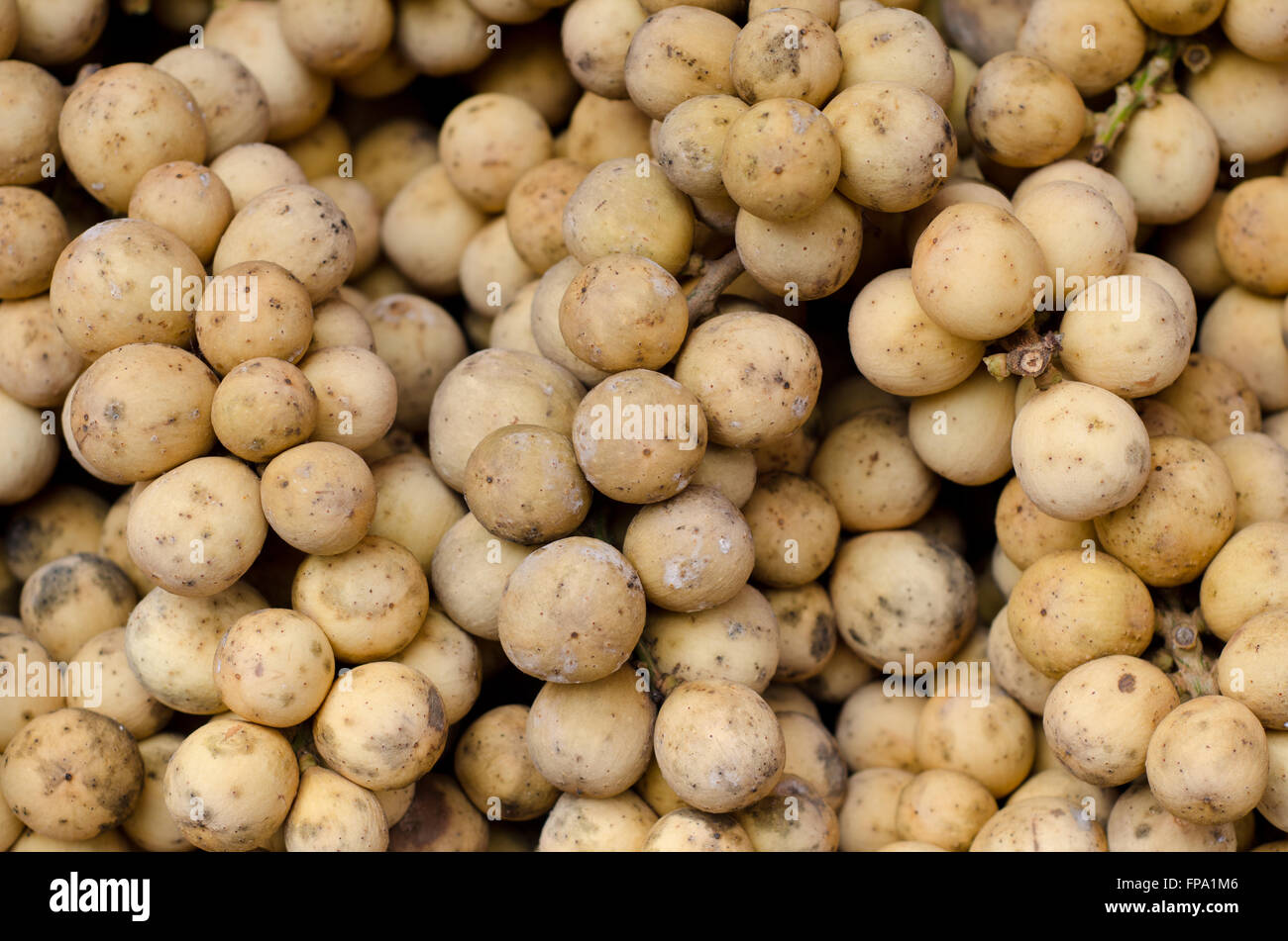 Domesticum hi-res stock photography and images - Alamy