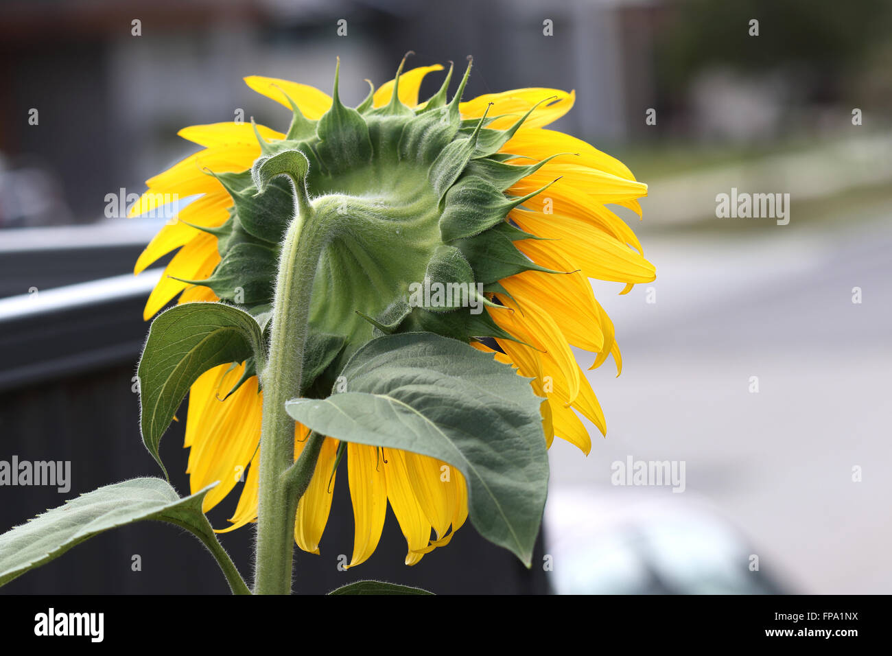 Beautiful bud sunflower close hi-res stock photography and images - Alamy