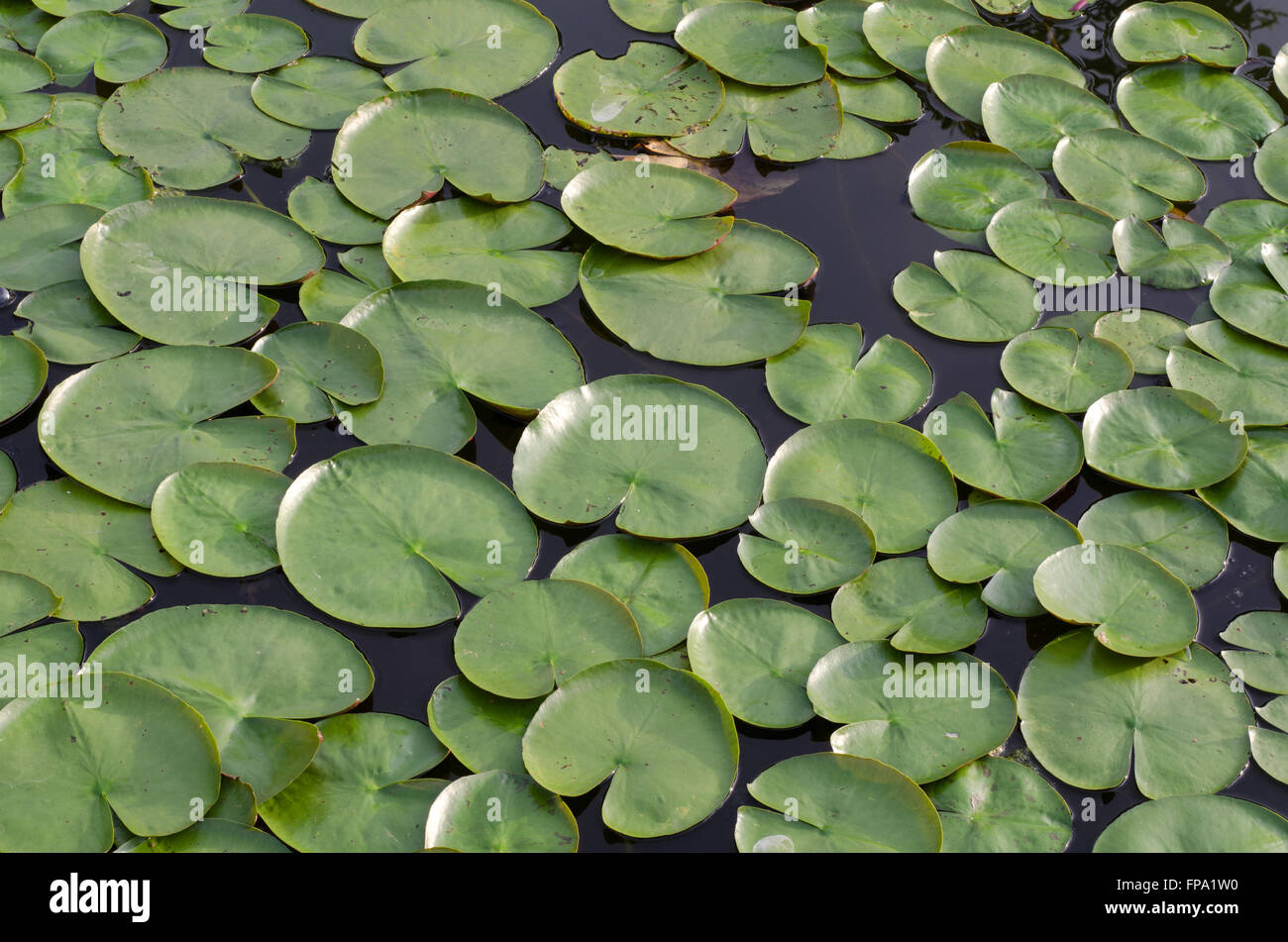 Lotus leaves and nature hi-res stock photography and images - Alamy