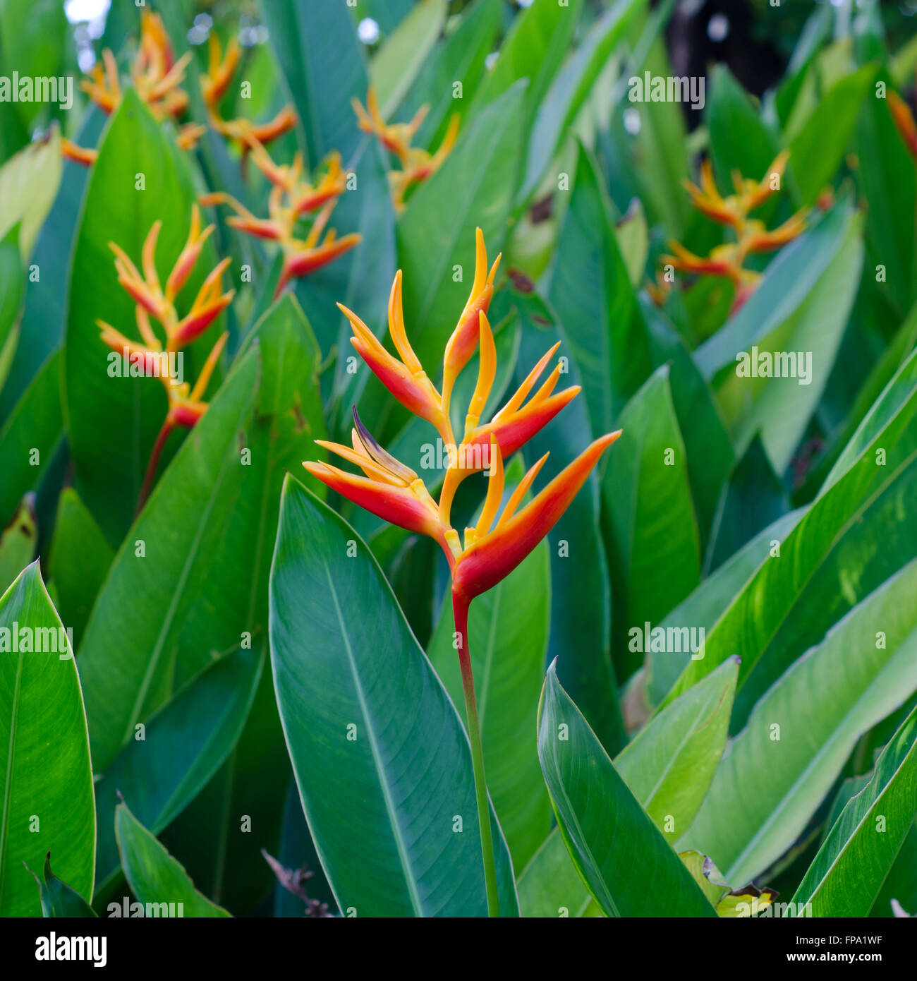 Heliconia red leaves hi-res stock photography and images - Alamy