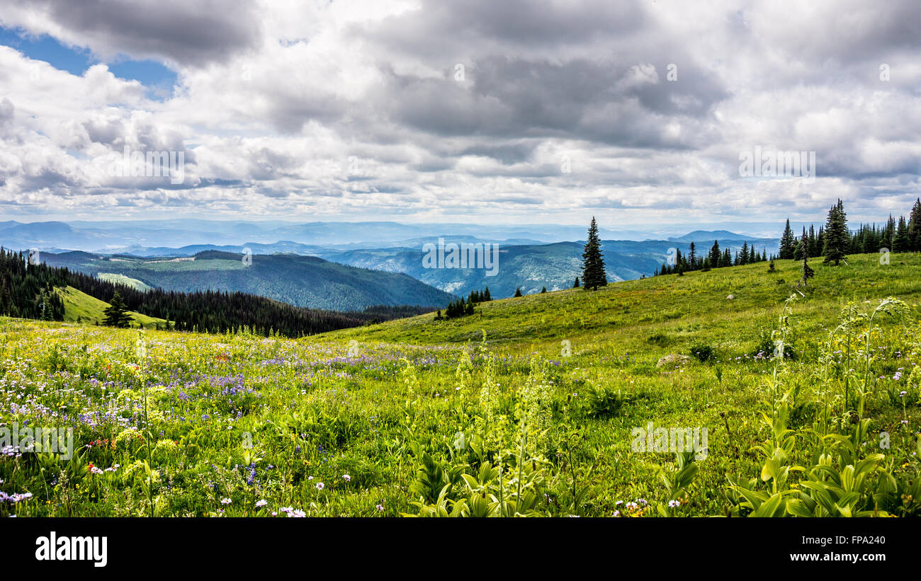 Hiking through high alpine meadows of Tod Mountain in the Shuswap ...