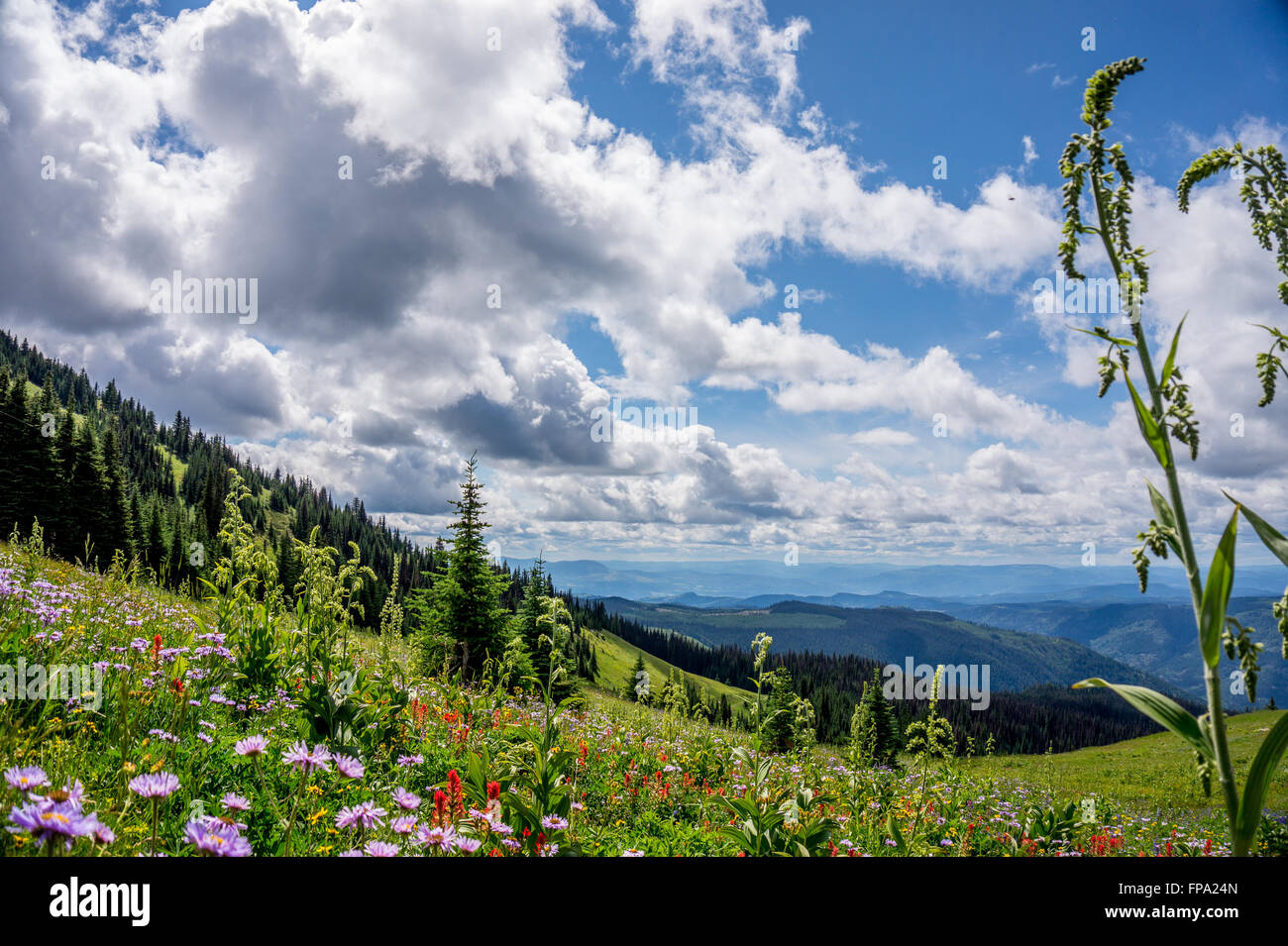 Hiking through high alpine meadows of Tod Mountain in the Shuswap ...