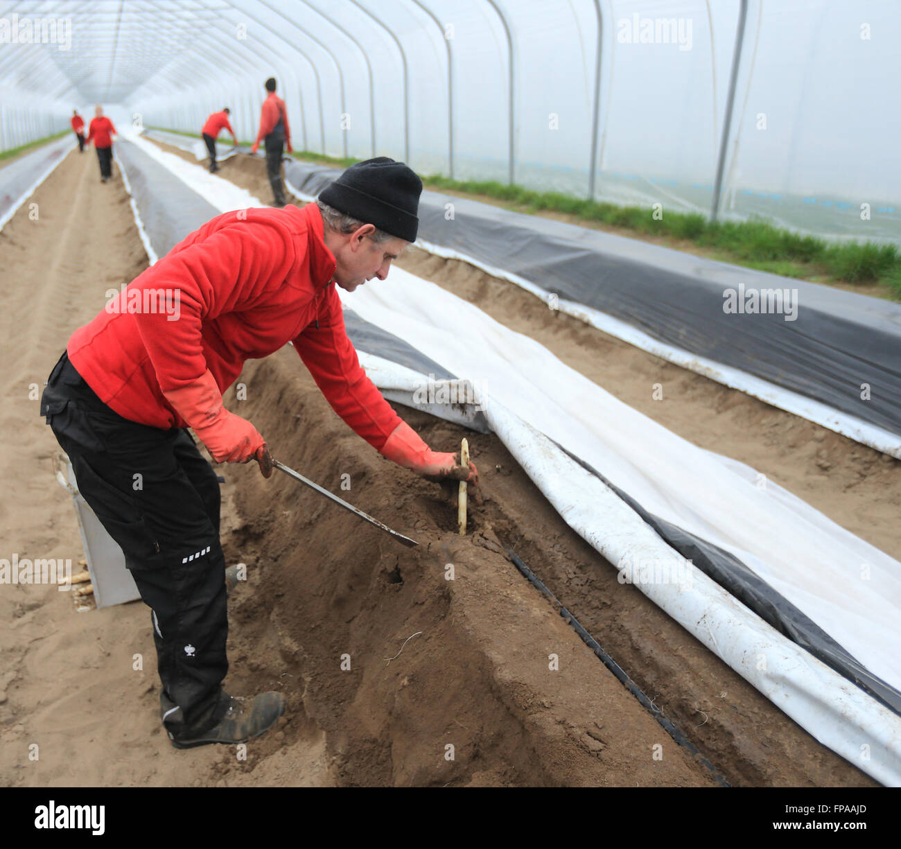 Goldbeck, Germany. 18th Mar, 2016. Polish harvest workers cutting the ...