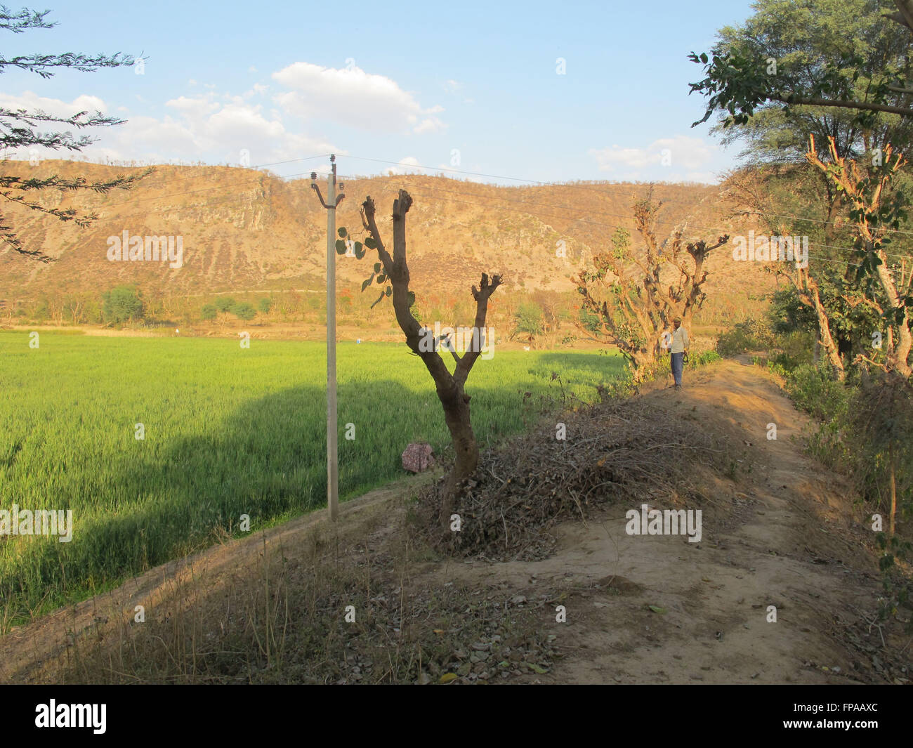 A farmer stands on a small dam on the periphery of an agricultural ...