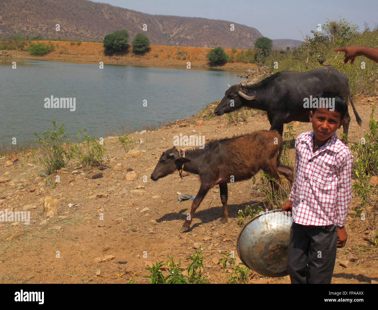 A village boy and cattle approach the rainwater storage tank (johad) at ...