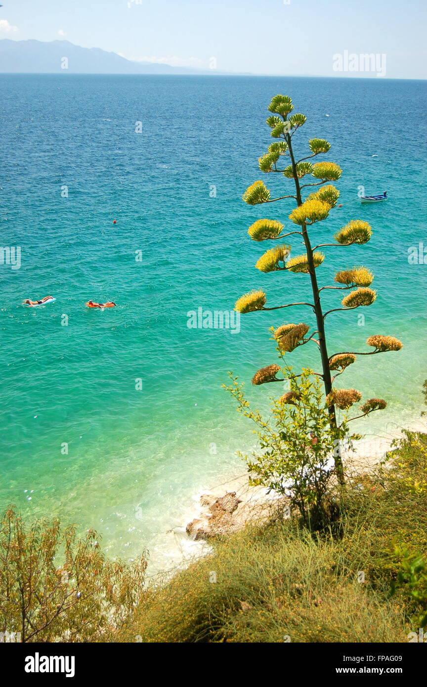 gorgeous summer landscape of croatia - majestic agave against turquoise ...