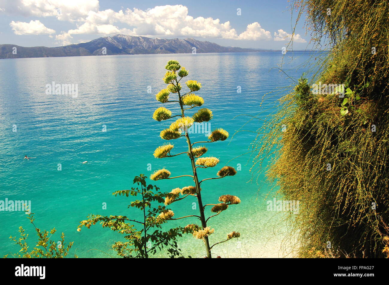 gorgeous summer landscape of croatia - majestic agave against turquoise ...