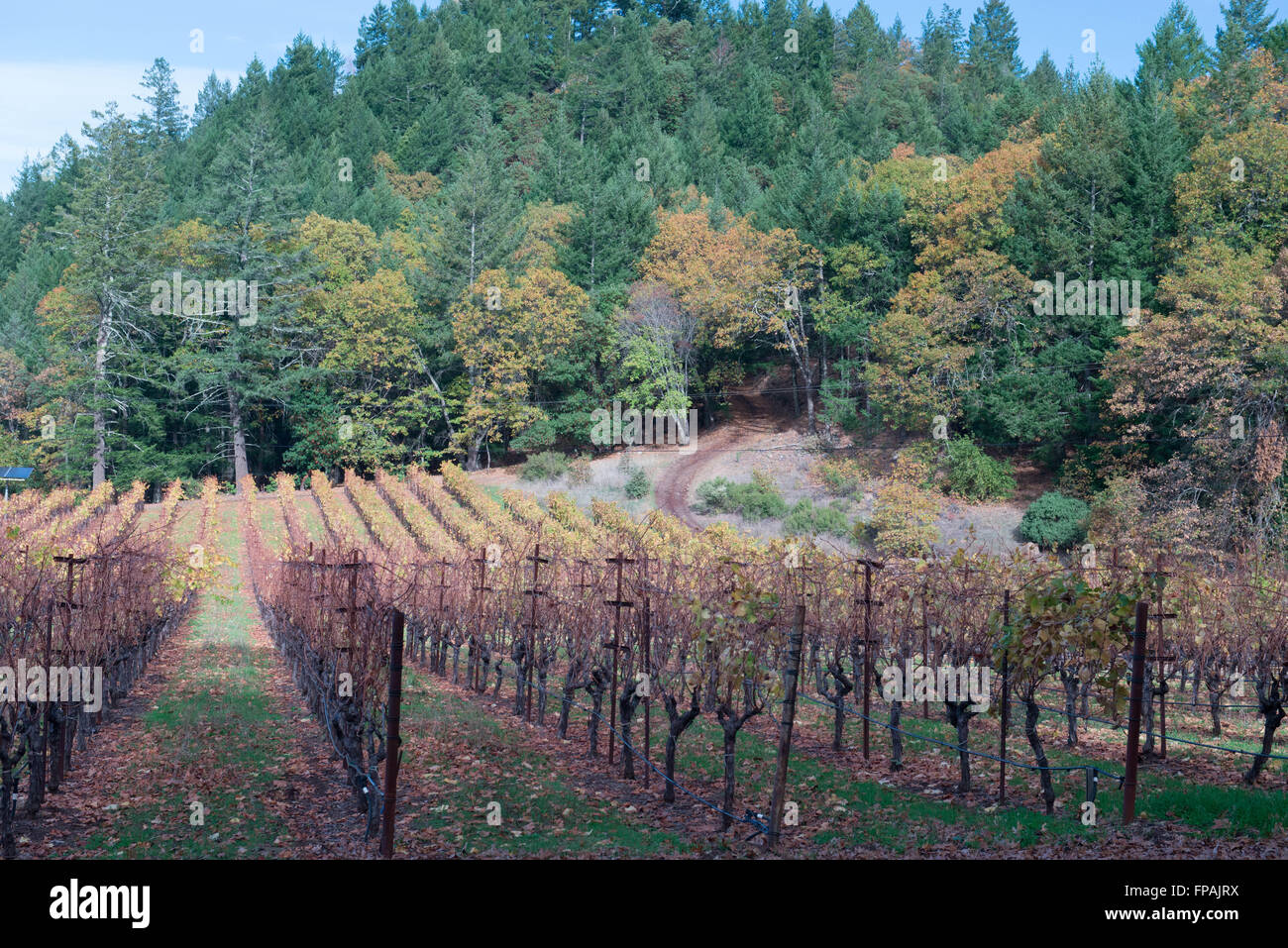 Vineyard in the Fall Stock Photo - Alamy