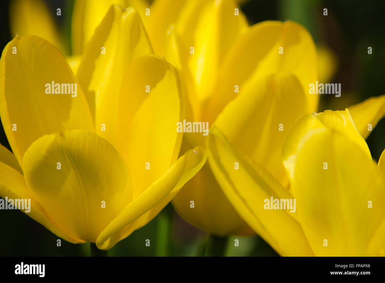 Yellow tulip flowers blooming in spring garden close up petals Stock ...