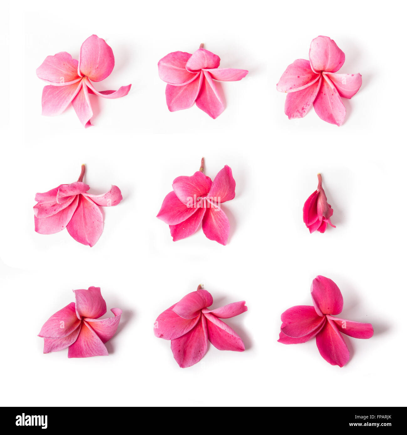 Frangipani Spa Cut Out Stock Images & Pictures - Alamy
