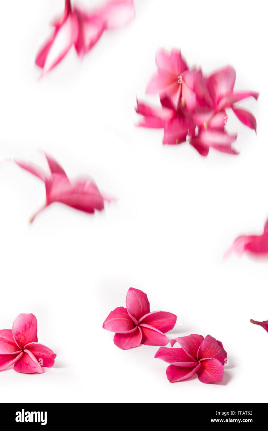 Falling Pink Frangipani Flowers isolated on White Background Stock ...