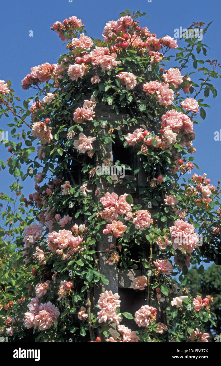 Climbing Rose Climbing Roses High Resolution Stock Photography and ...