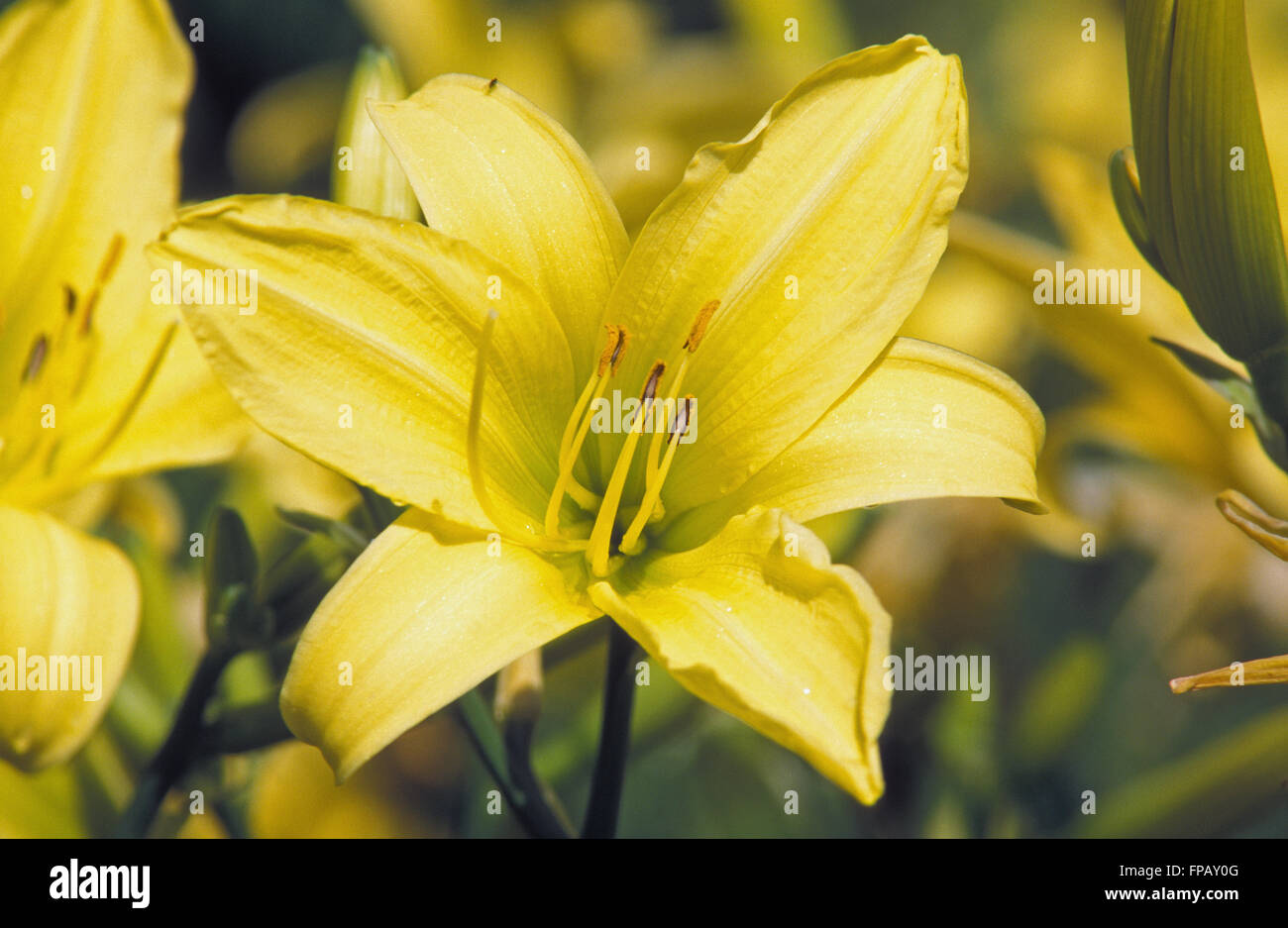 Australian lilies hi-res stock photography and images - Alamy