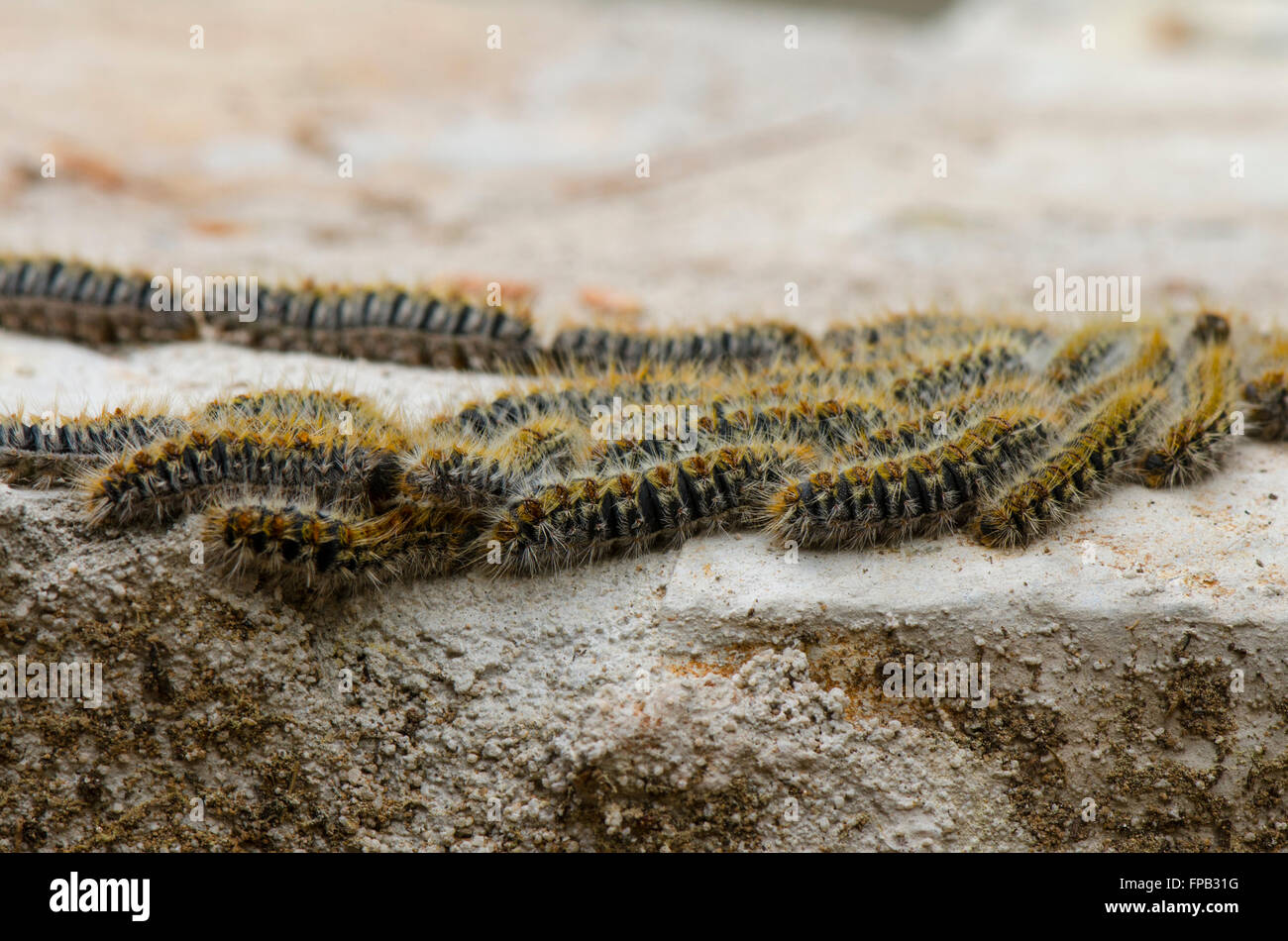 Pine processionary caterpillars, Thaumetopoea pityocampa, larvae ...