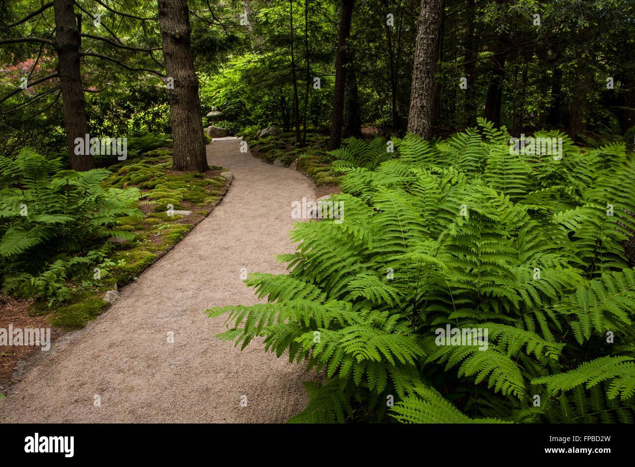 Winding garden walking path, Asticon Azalea Japanese garden and trees ...