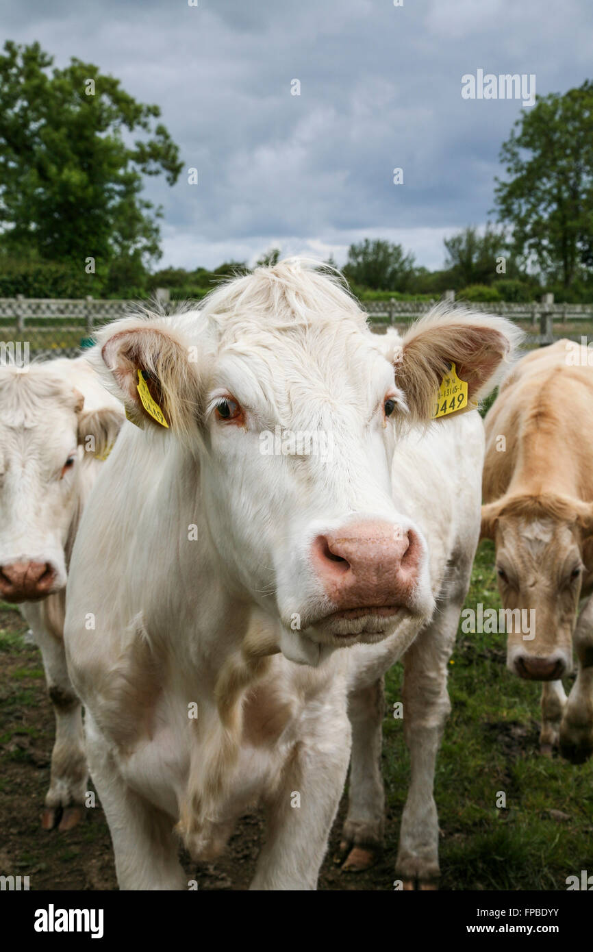 Close up white Charolais cattle, closeup cows in pasture, Ireland ...