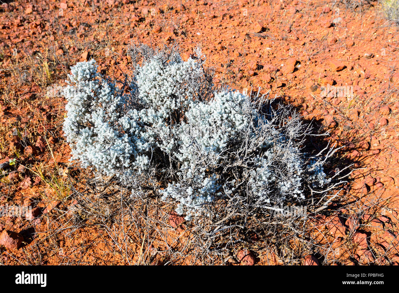 Saltbush hi-res stock photography and images - Alamy