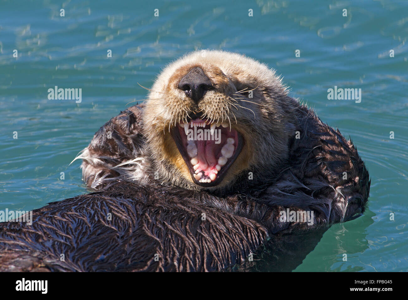 Sea otter teeth hi-res stock photography and images - Alamy