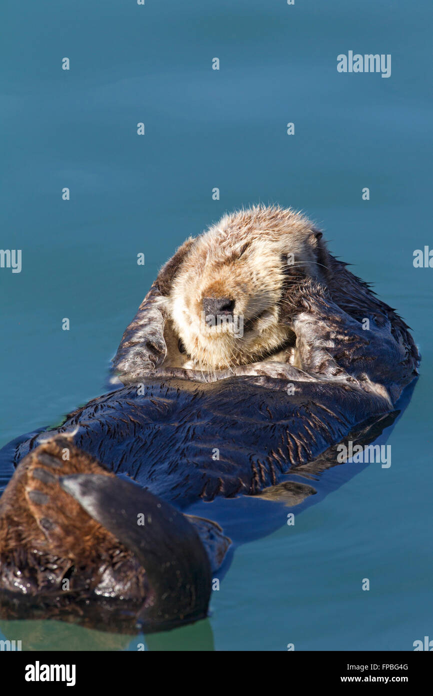 Sea otter sleeping hi-res stock photography and images - Alamy